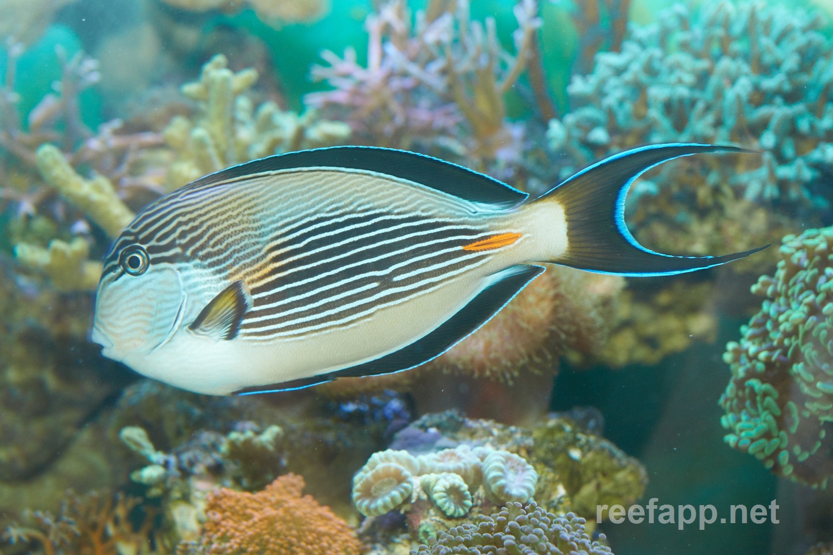 Acanthurus sohal (Sohal kirurgfisk)
