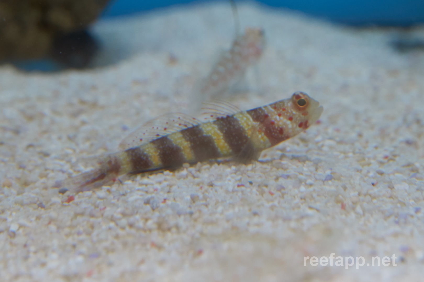 Amblyeleotris wheeleri (Gorgeous prawn-goby)