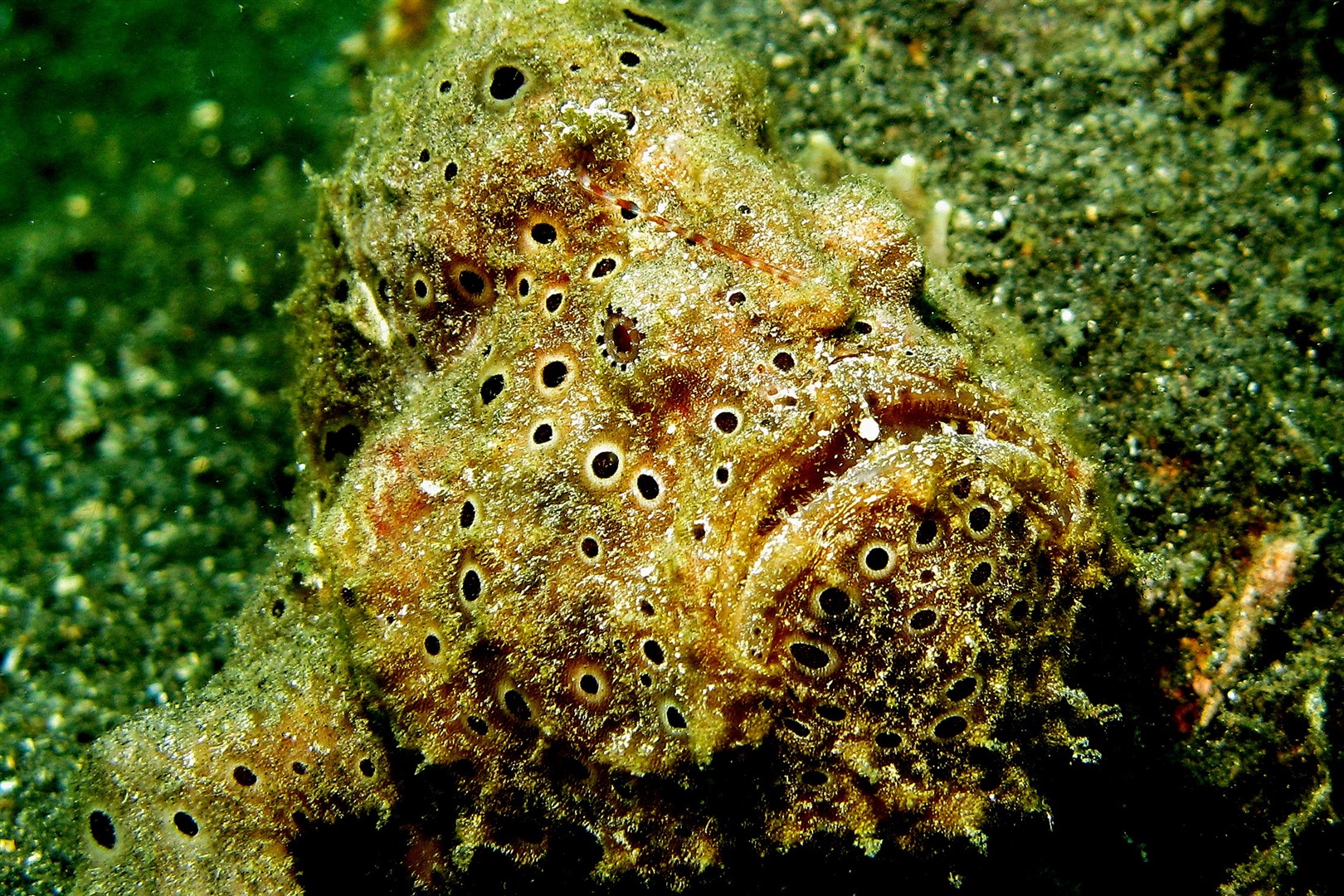 Antennarius pictus (Sminket tudsefisk)