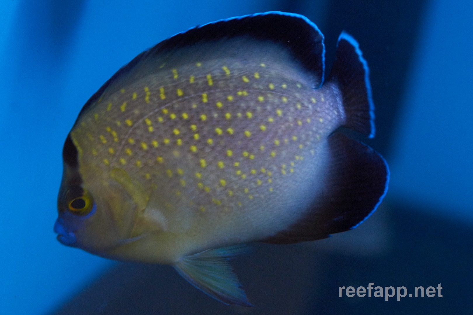 Apolemichthys xanthopunctatus (Goldflake Angelfish)