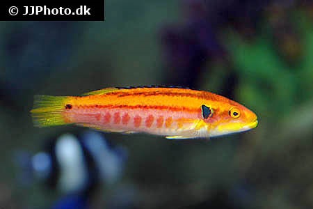 Bodianus bimaculatus (Twospot Slender Hogfish)