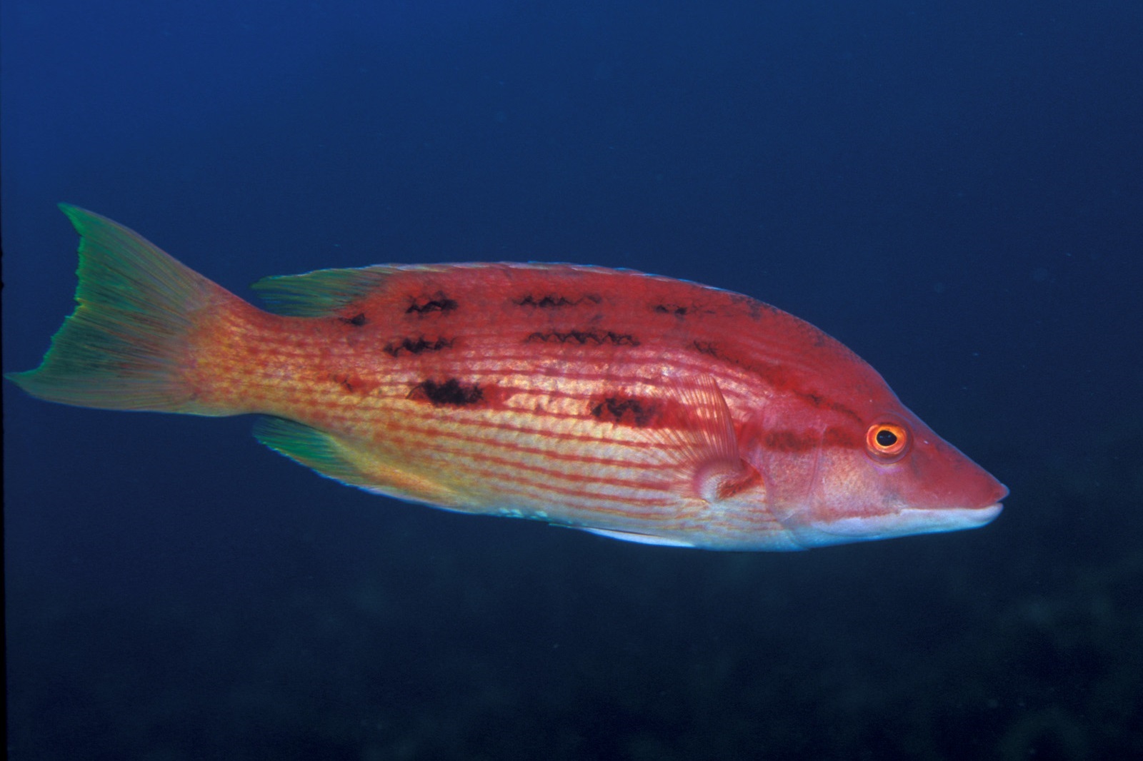 Bodianus unimaculatus (Red pigfish)