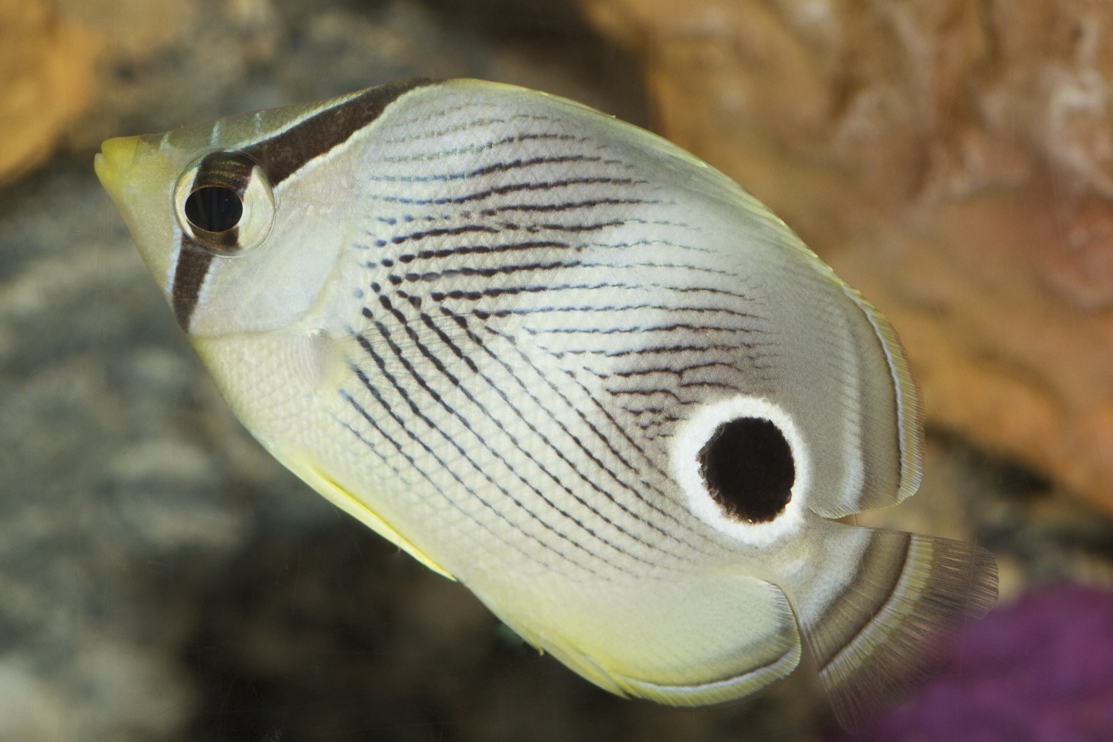 Chaetodon capistratus (Foureye butterflyfish)