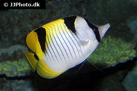 Chaetodon falcula (Blackwedged butterflyfish)