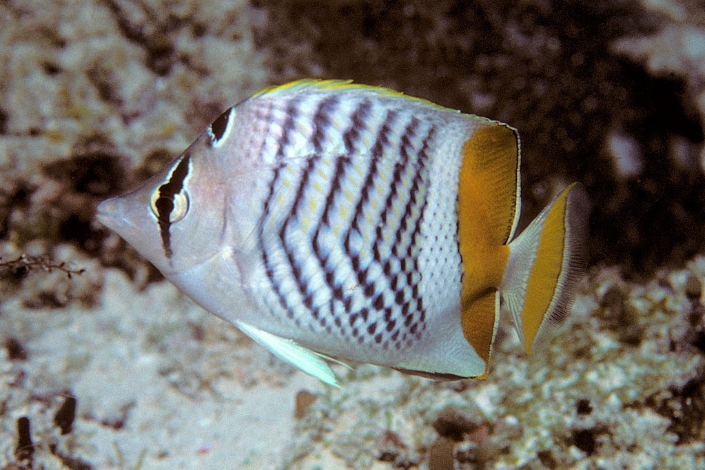 Chaetodon madagaskariensis (Seychelles butterflyfish)