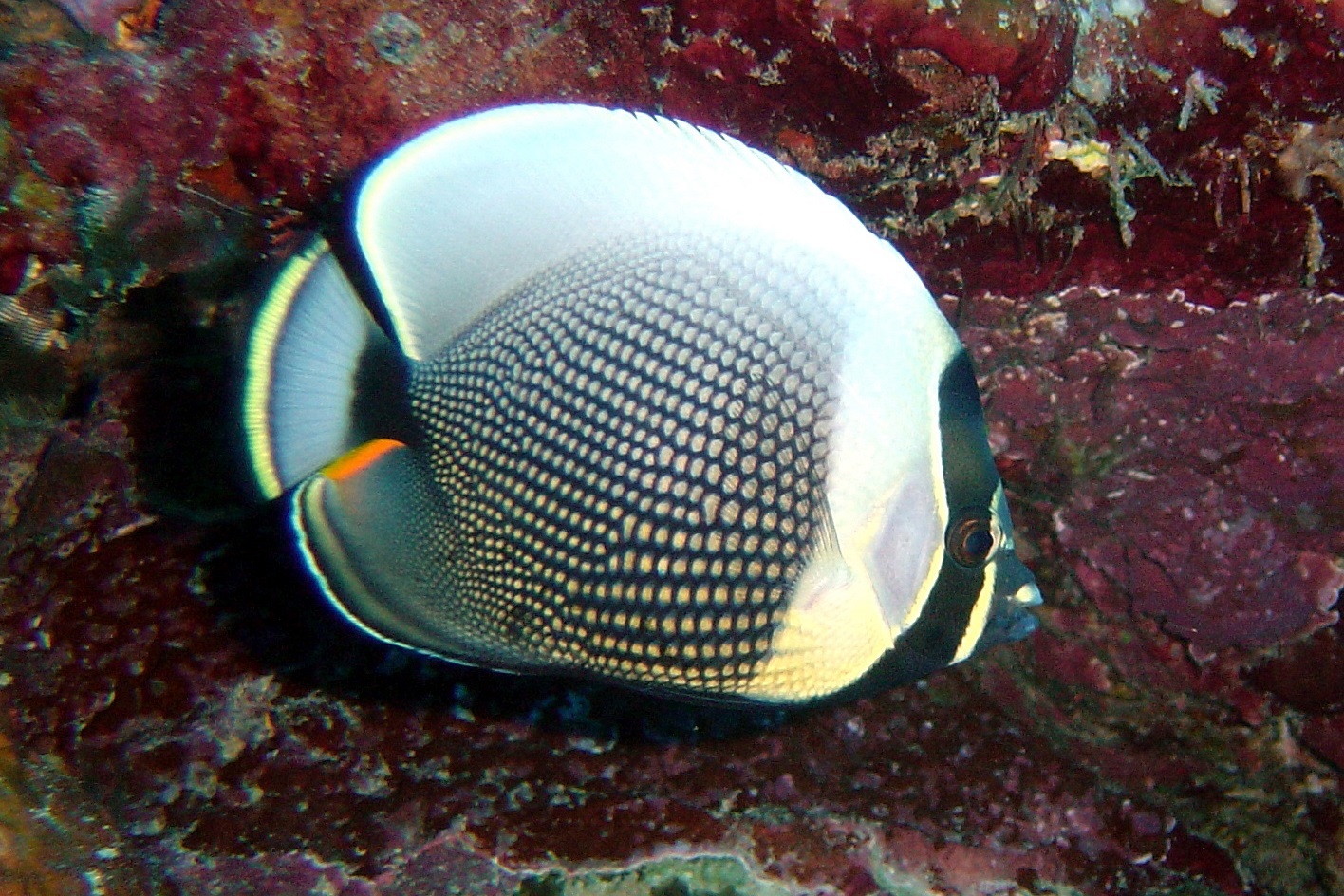 Chaetodon reticulatus (Netmønstret fanefisk)