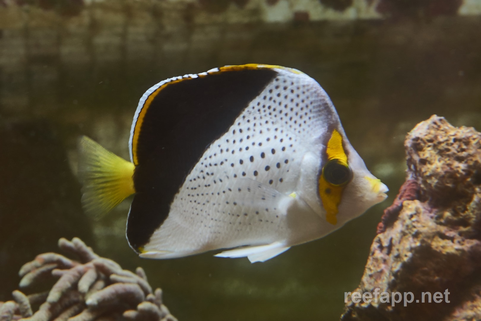 Chaetodon tinkeri (Hawaiian butterflyfish)
