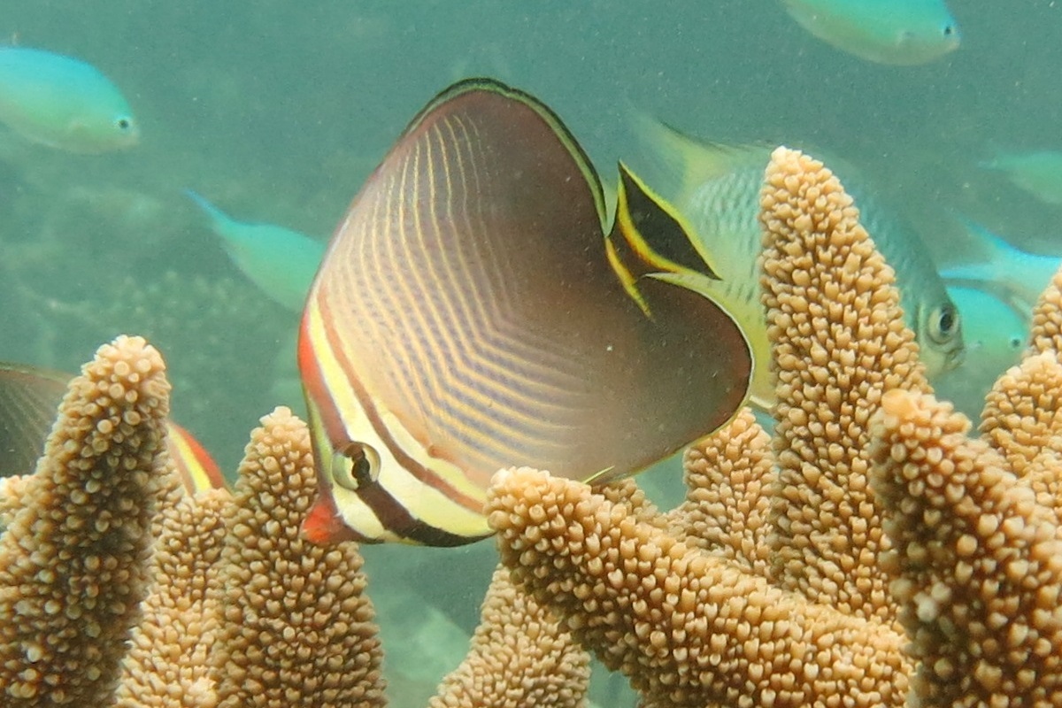 Chaetodon triangulum (Triangle butterflyfish)