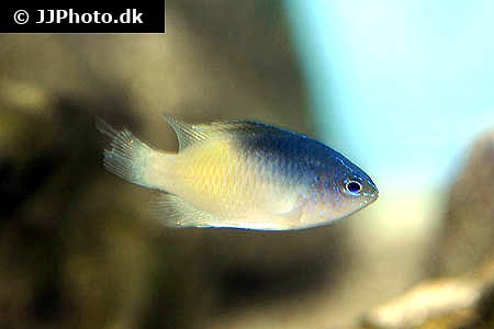 Chrysiptera rollandi (Rolland's demoiselle)