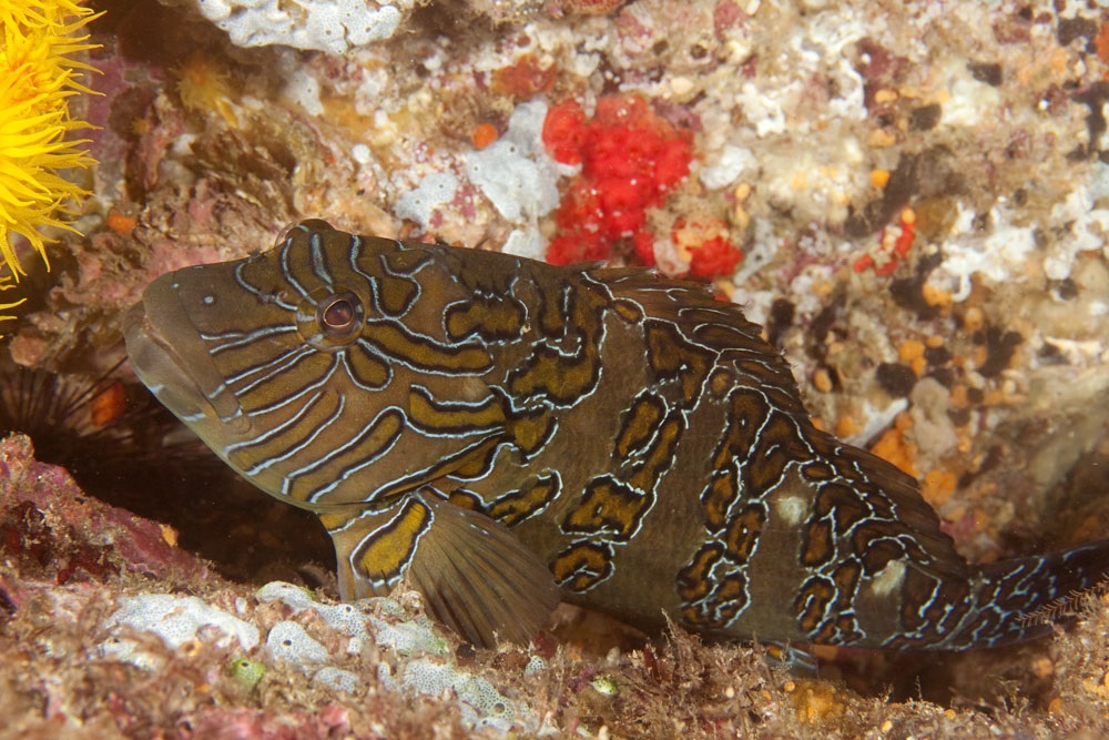 Cirrhitus rivulatus (Giant hawkfish)
