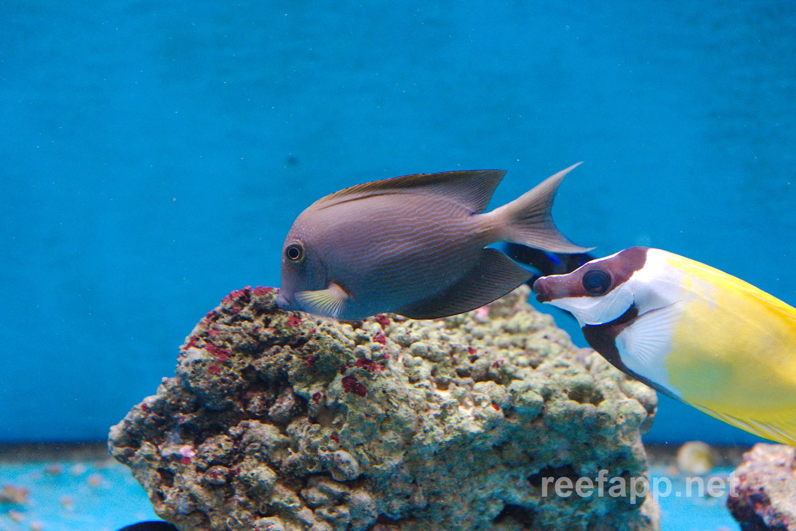 Ctenochaetus striatus (Orange Stripe Bristletooth Tang)