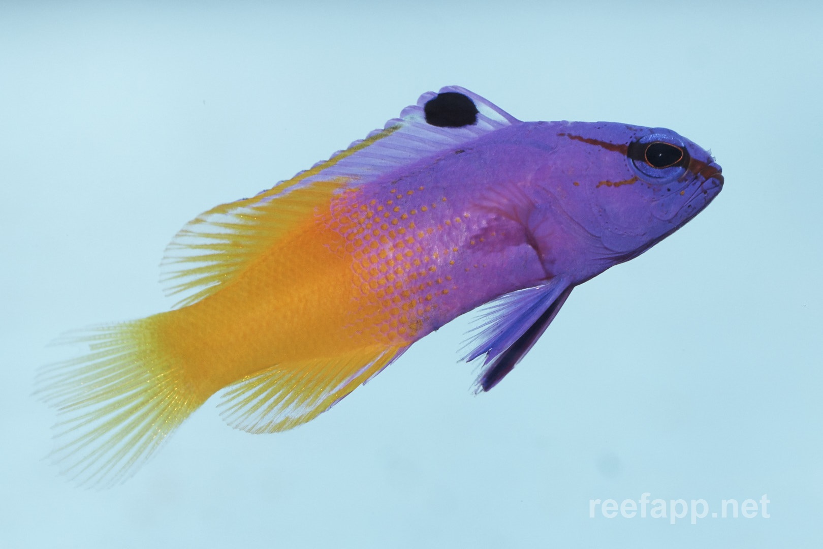 Gramma loreto (Royal Gramma Basslet)