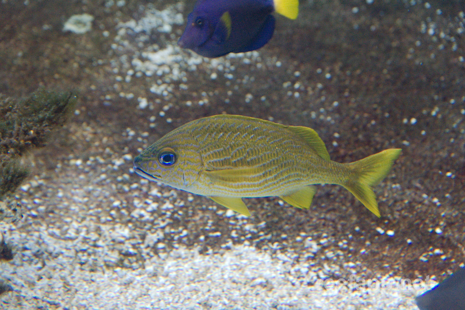 Haemulidae (Grunts/Sweetlips)