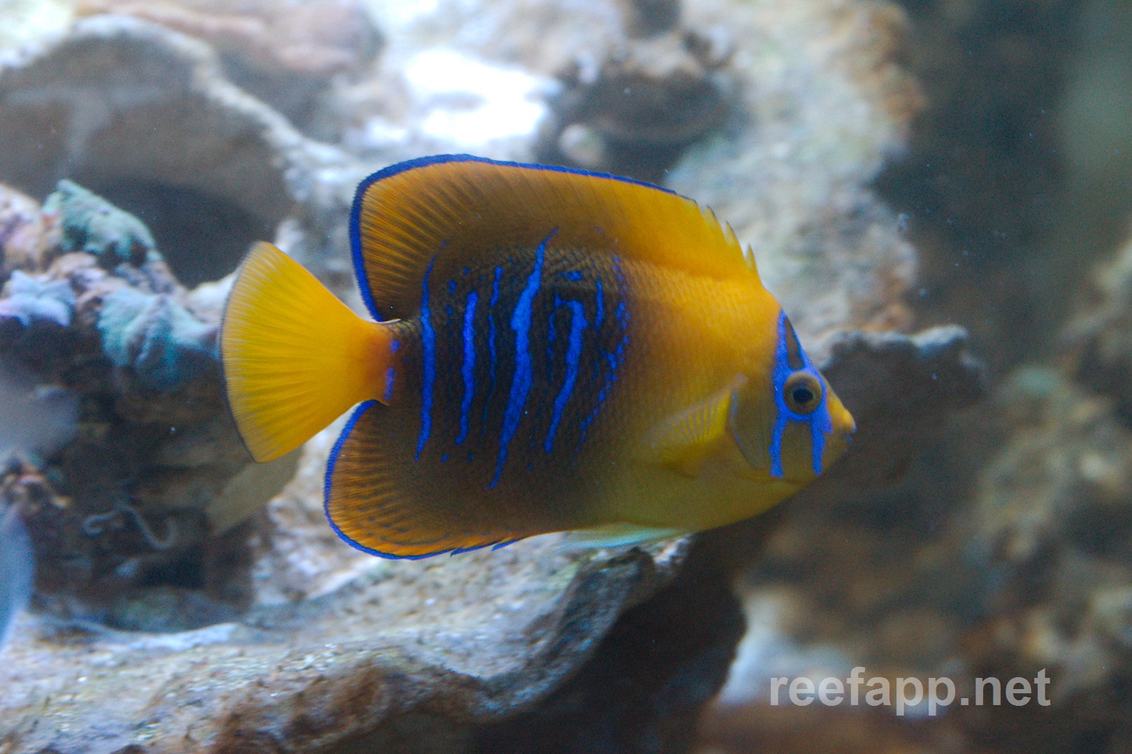 Holacanthus clarionensis (Clarion angelfish)