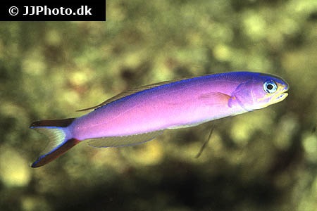 Hoplolatilus purpureus (Purple sand tilefish)