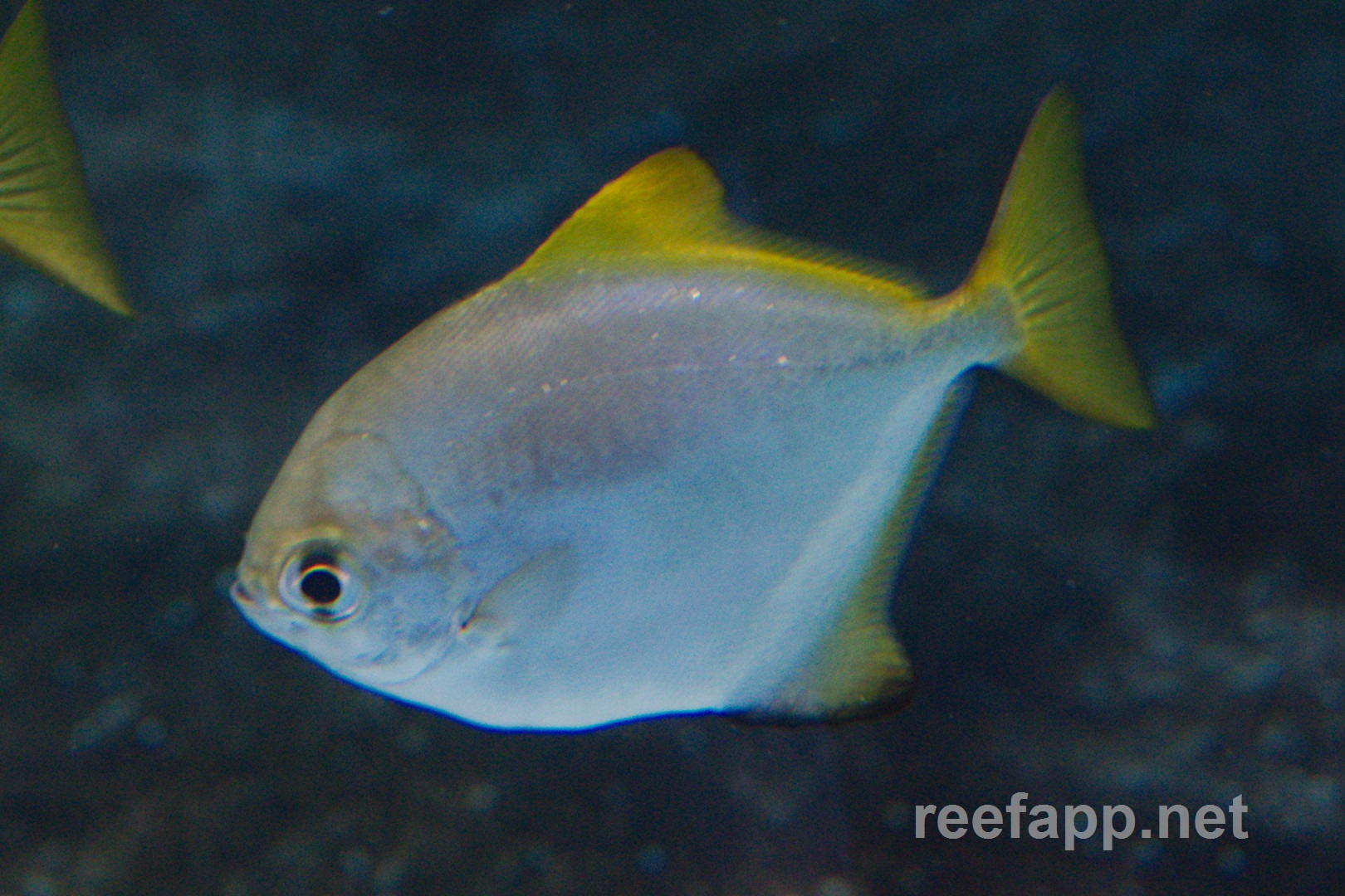 Monodactylus argenteus (Mono Argentus)