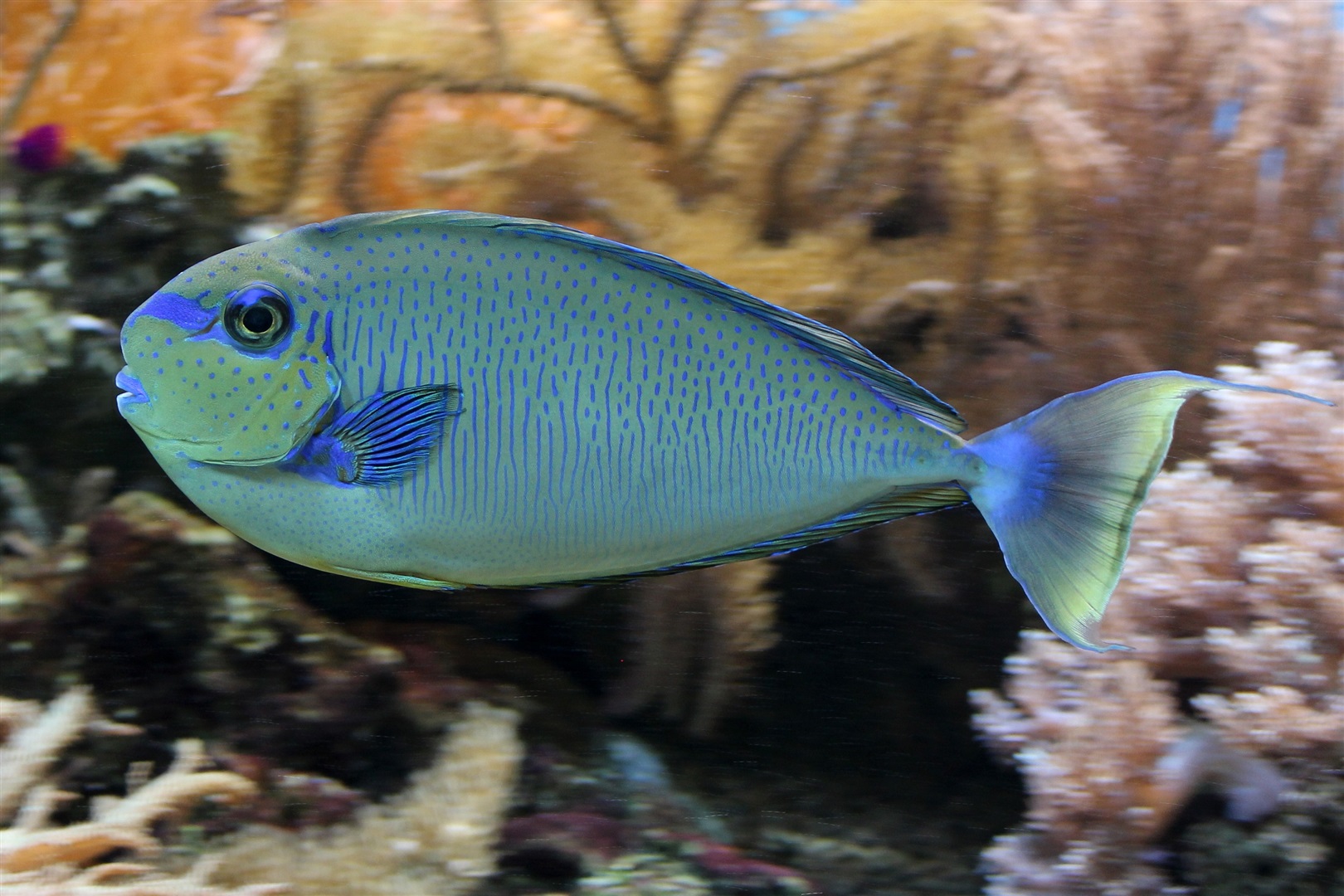 Naso vlamingii (Bignose unicornfish)