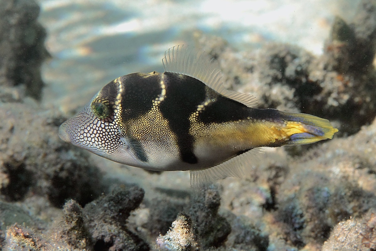 Paraluteres prionurus