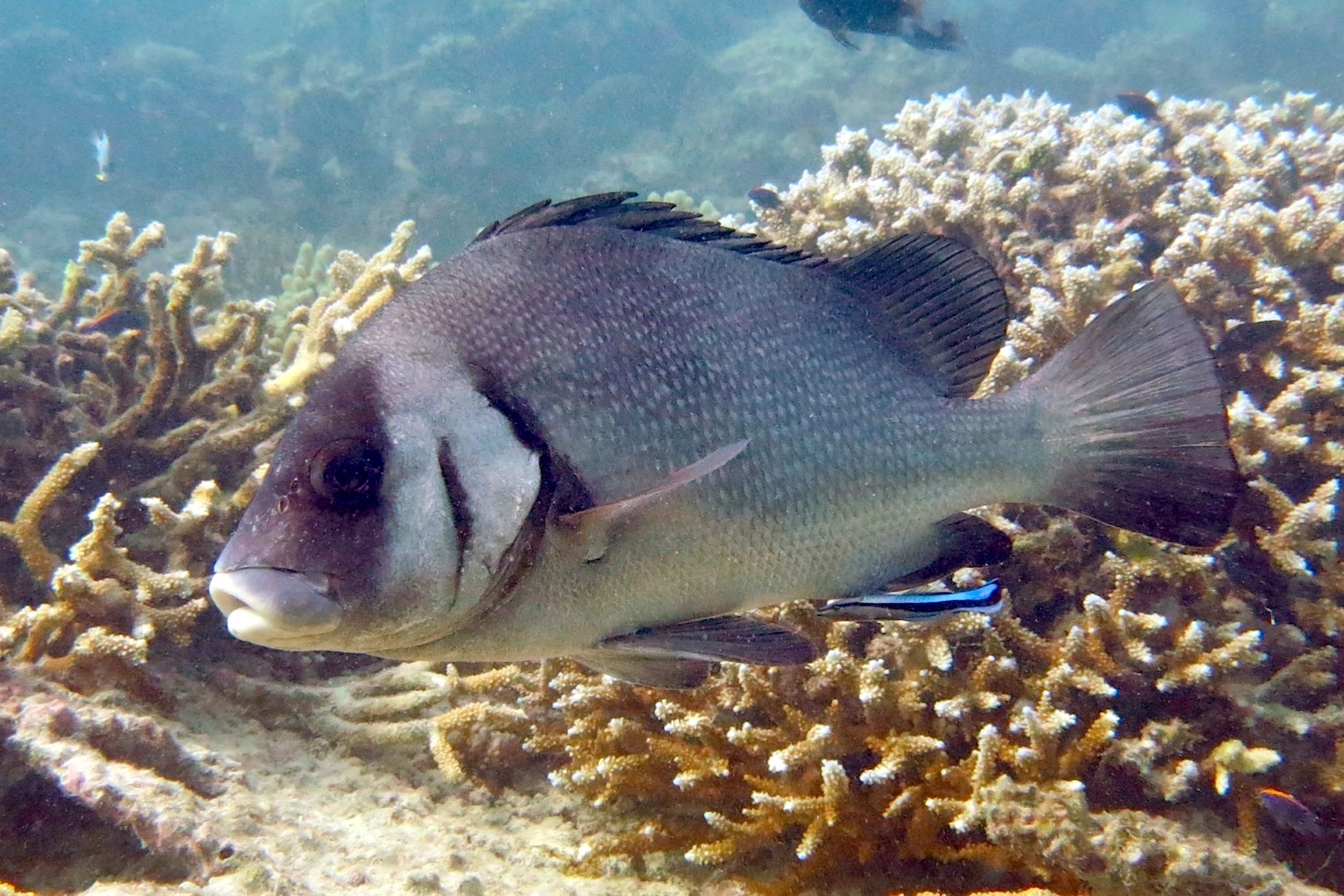 Plectorhinchus gibbosus (Harry hotlips)