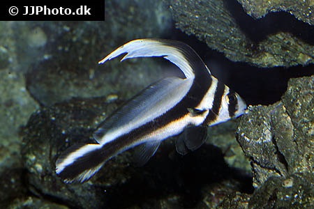 Sciaenidae (Drums/Croakers)