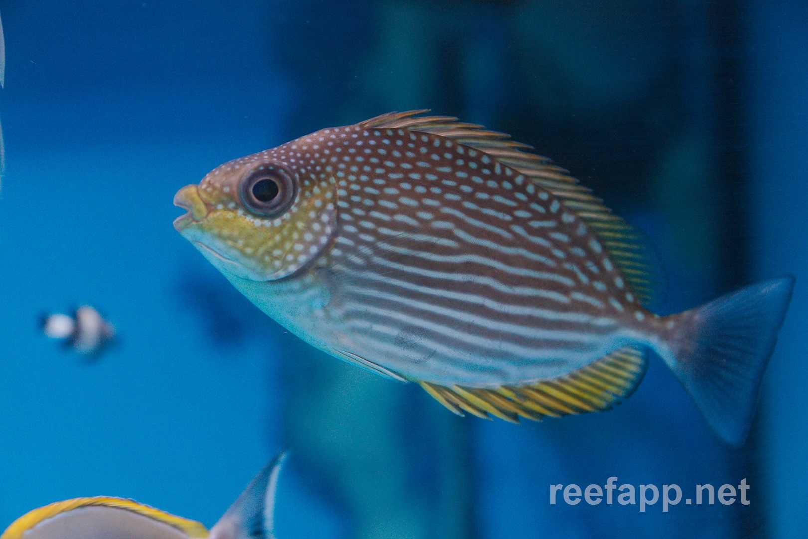 Siganus javus (Streaked spinefoot)