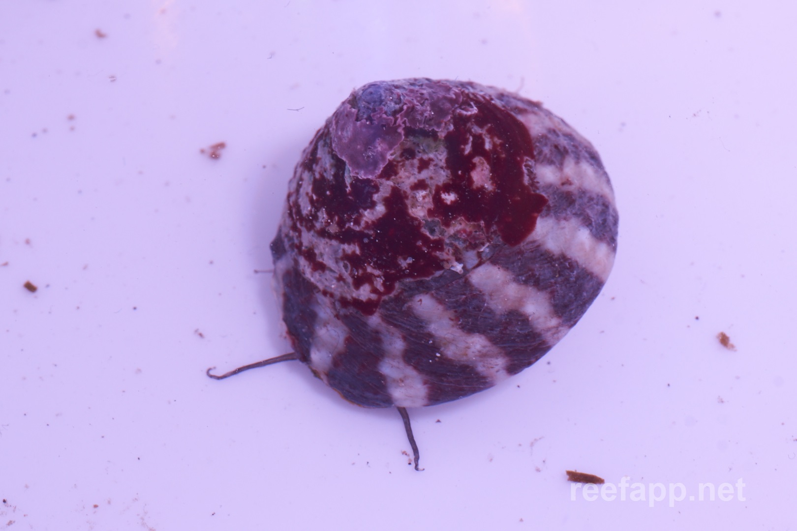 Trochus histrio (Banded Trochus Snail)
