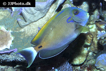 Acanthurus fowleri (Fowlers kirurgfisk)