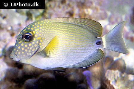 Acanthurus maculiceps (Freckled surgeonfish)