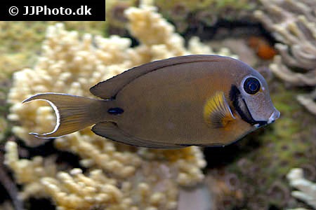 Acanthurus tristis (Mimic Eibli Tang)