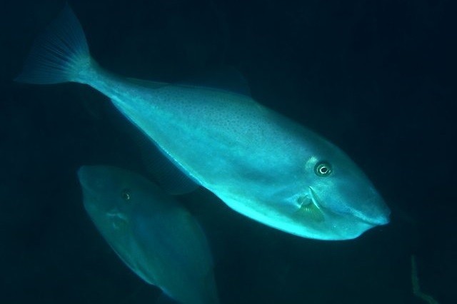 Aluterus monoceros (Unicorn leatherjacket filefish)