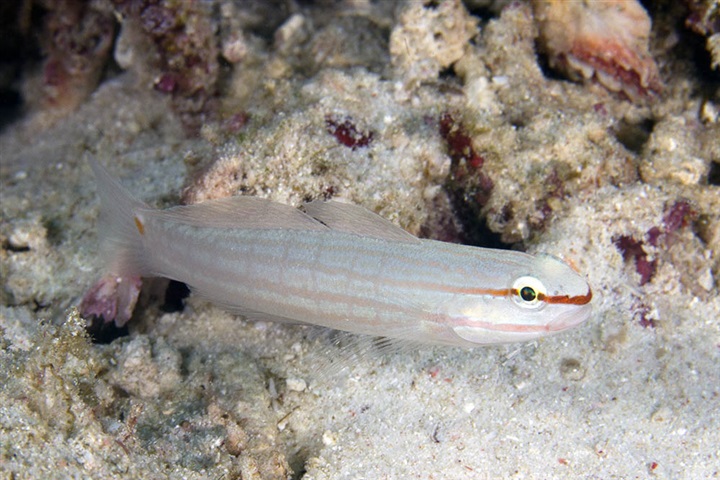 Amblygobius decussatus (Orangemarked Goby)