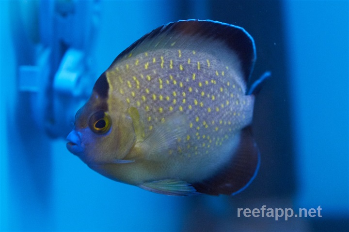 Apolemichthys xanthopunctatus (Goldflake Angelfish)