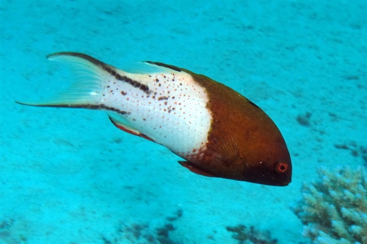 Bodianus anthioides (Lyretail Hogfish)