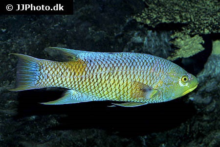 Bodianus rufus (Spanish hogfish)