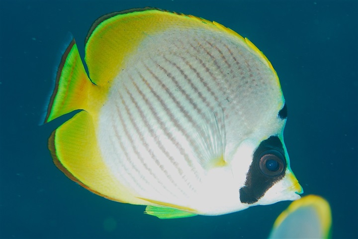 Chaetodon adiergastos (Philippine butterflyfish)