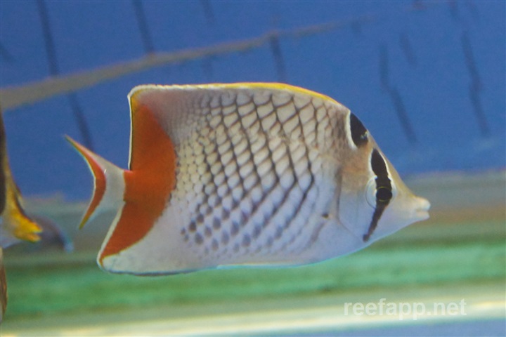 Chaetodon xanthurus (Pearlscale butterflyfish)