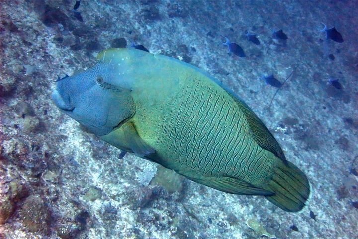 Cheilinus undulatus (Humphead wrasse)