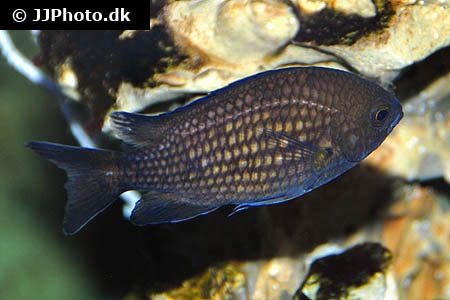 Chromis chromis (Damselfish)