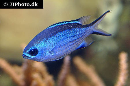 Chromis cyanea (Blue chromis)