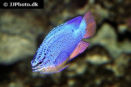 Chrysiptera cyanea (Sapphire devil)