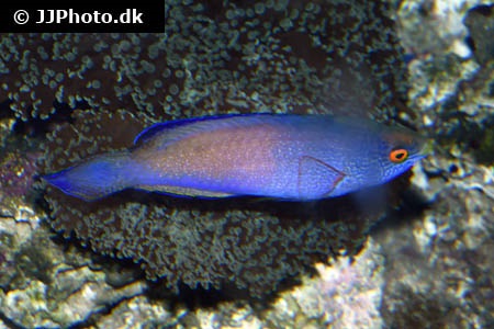 Cirrhilabrus rhomboidalis (Rhomboid wrasse)