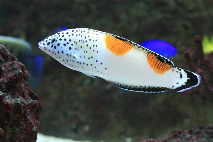 Coris aygula (Clown coris)