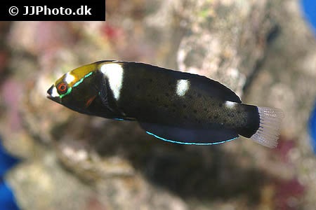 Coris formosa (Queen coris )