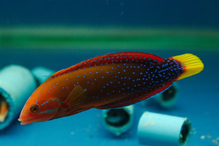 Coris gaimard (African coris)