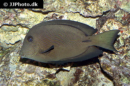 Ctenochaetus striatus (Orange Stripe Bristletooth Tang)