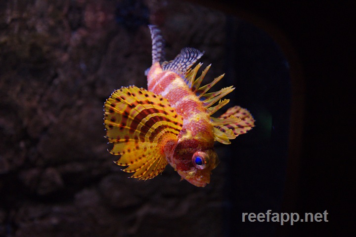 Dendrochirus brachypterus (Fuzzy Dwarf Lionfish)