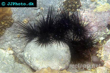Diadema setosum (Long-spined sea urchin)