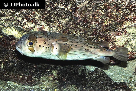 Diodon holocanthus (Longspined porcupinefish)
