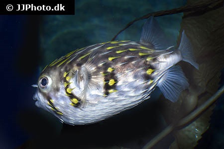 Diodon nicthemerus (Porcupine Puffer)