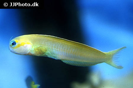 Ecsenius midas (Persian blenny)